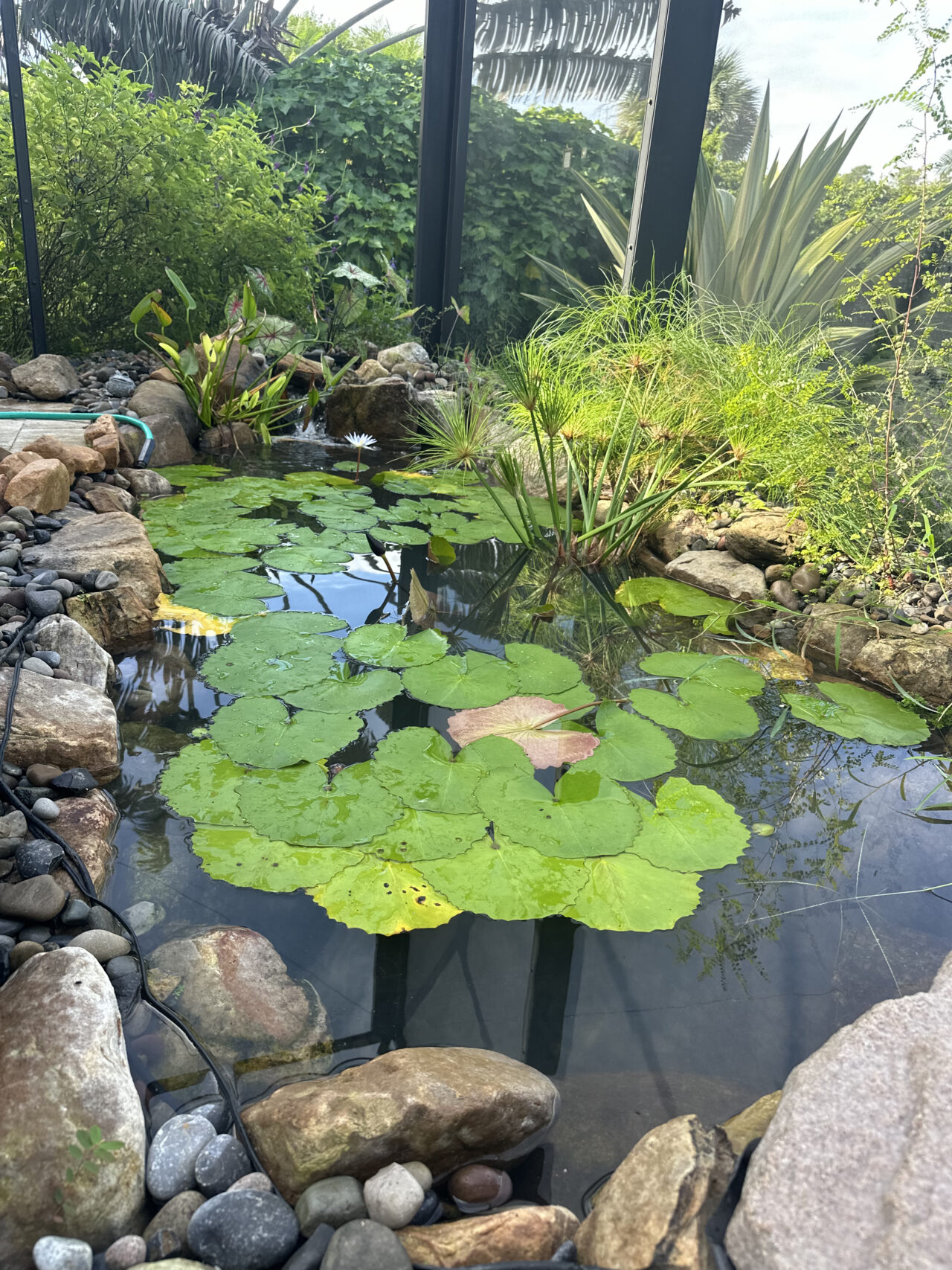 Aquascapes of Naples - High quality, eco-system water features and ...